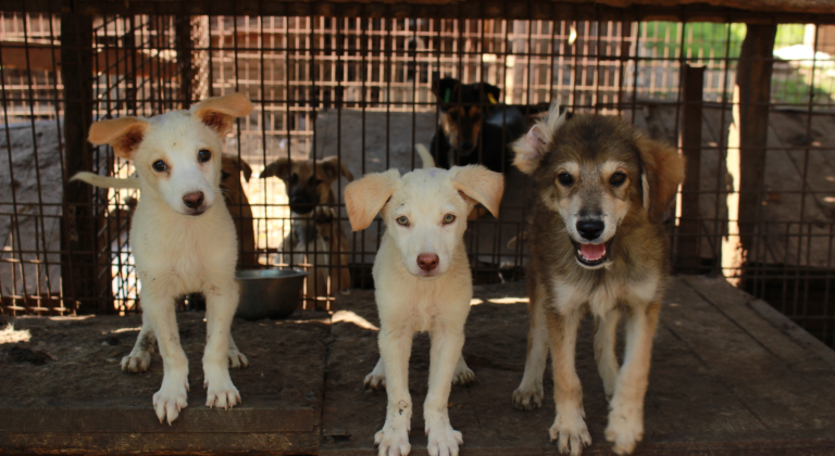 Hilfsprojekte | Spende für ProDogRomania e.V.