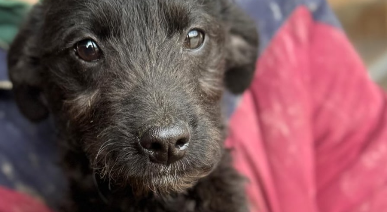 Hilfsprojekte | Spende für ProDogRomania e.V.