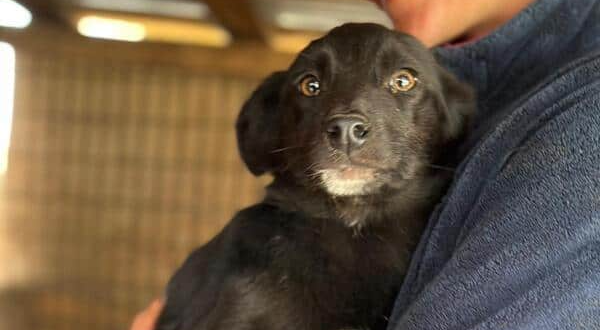 Hilfsprojekte | Spende für ProDogRomania e.V.