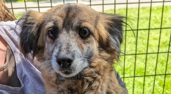 Hilfsprojekte | Spende für ProDogRomania e.V.